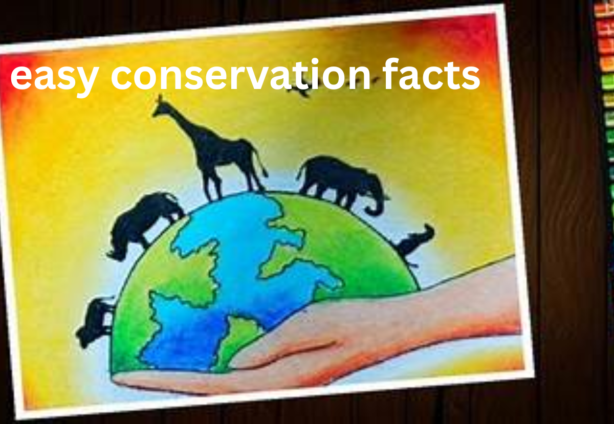 Easy Conservation Facts: Simple Tips To Protect The Planet