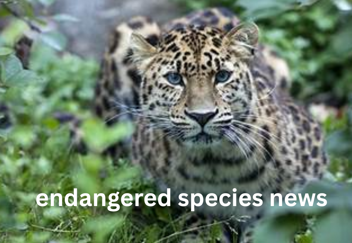 Endangered Species News: A Deep Dive Into What’s Happening And Why It ...